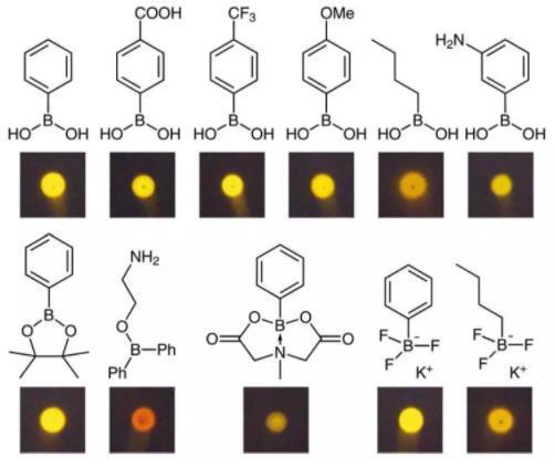 Why is Alizarin an Efficient and Selective TLC Staining Reagent for ...