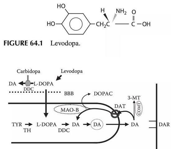 dopa decarboxylase structure